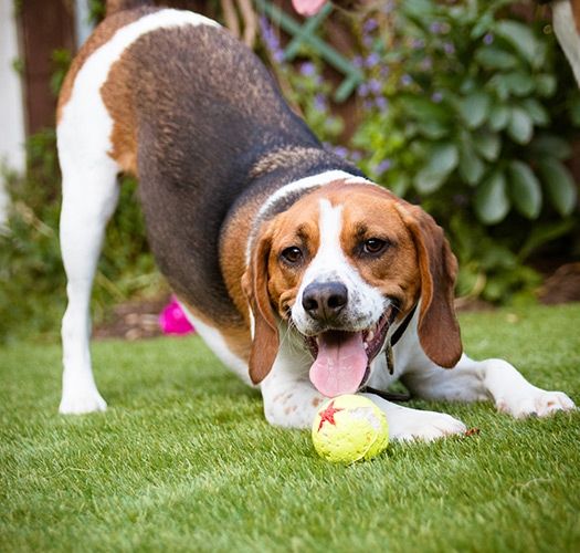 Fotografía de mascotas: 10 consejos y técnicas principales