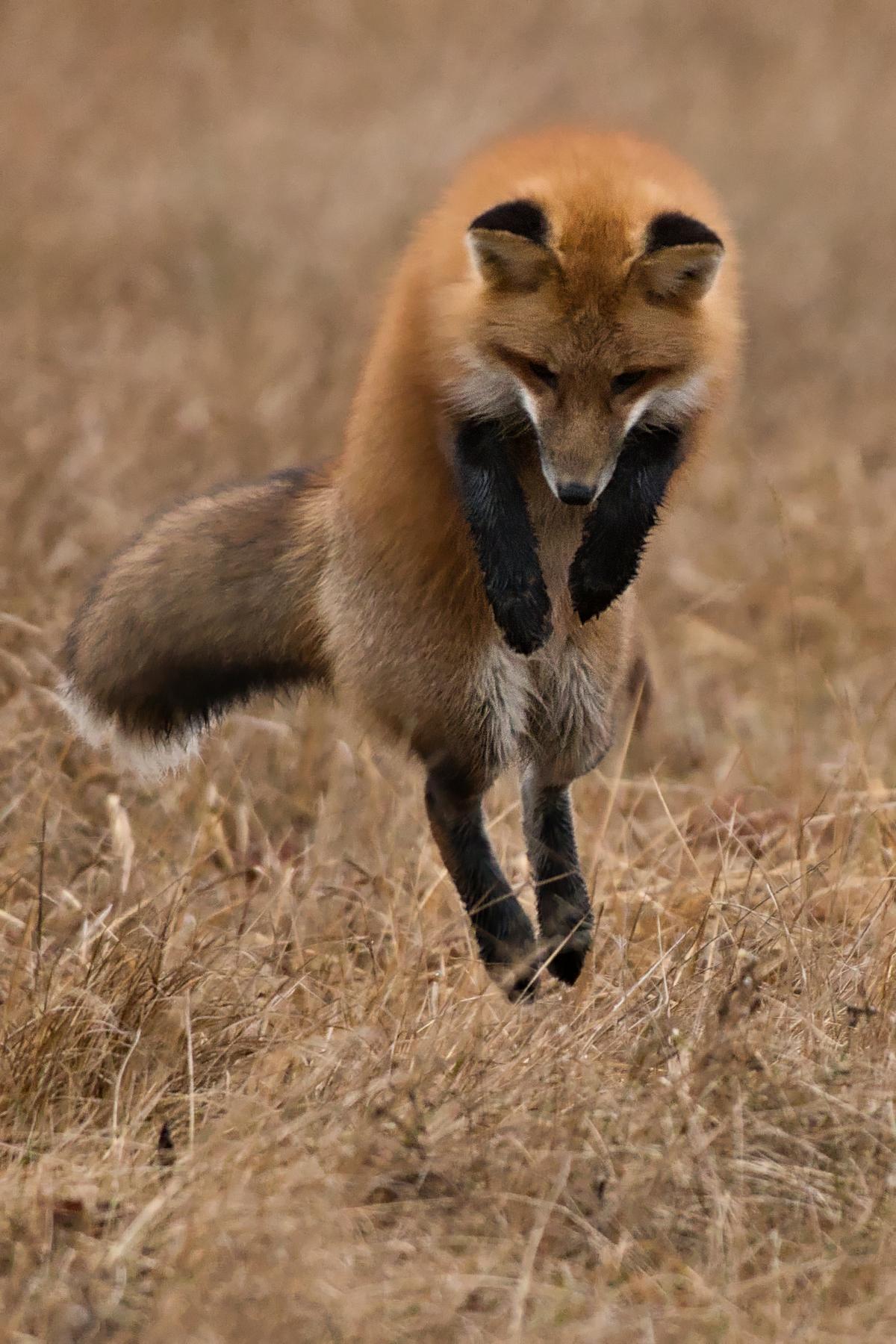 Hubert Cormier Photography - Wildlife